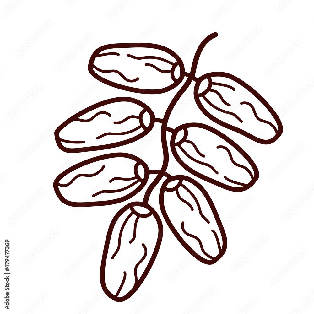 Vector date fruit icon in outline style, sketch illustration of dates ...