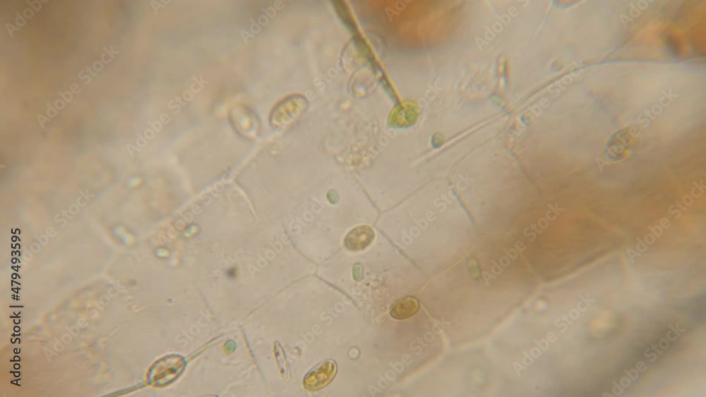 Chloroplast Under a Microscope Dead Plant. Cell Division. Dead Plant ...