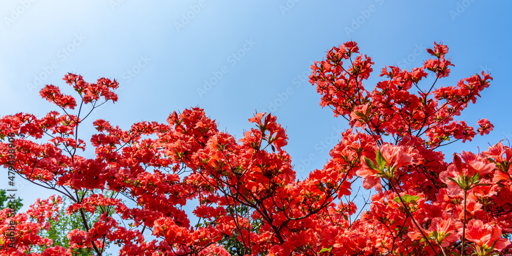 Panoramic photo of red rhododendrons. Rhododendron bush in full bloom ...