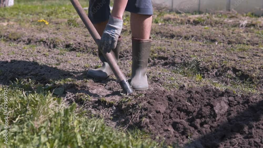 Farmer is digging and cultivating soil using shovel. Fertile soil ...
