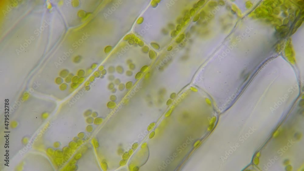 Wideo Stock: Green plant cells of waterweed (Elodea) seen under ...