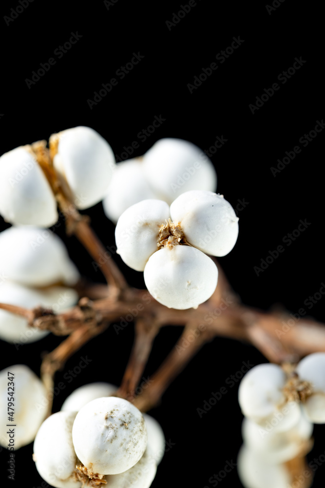 Foto de White seed of Chinese tallow tree (Triadica sebifera) in Japan ...