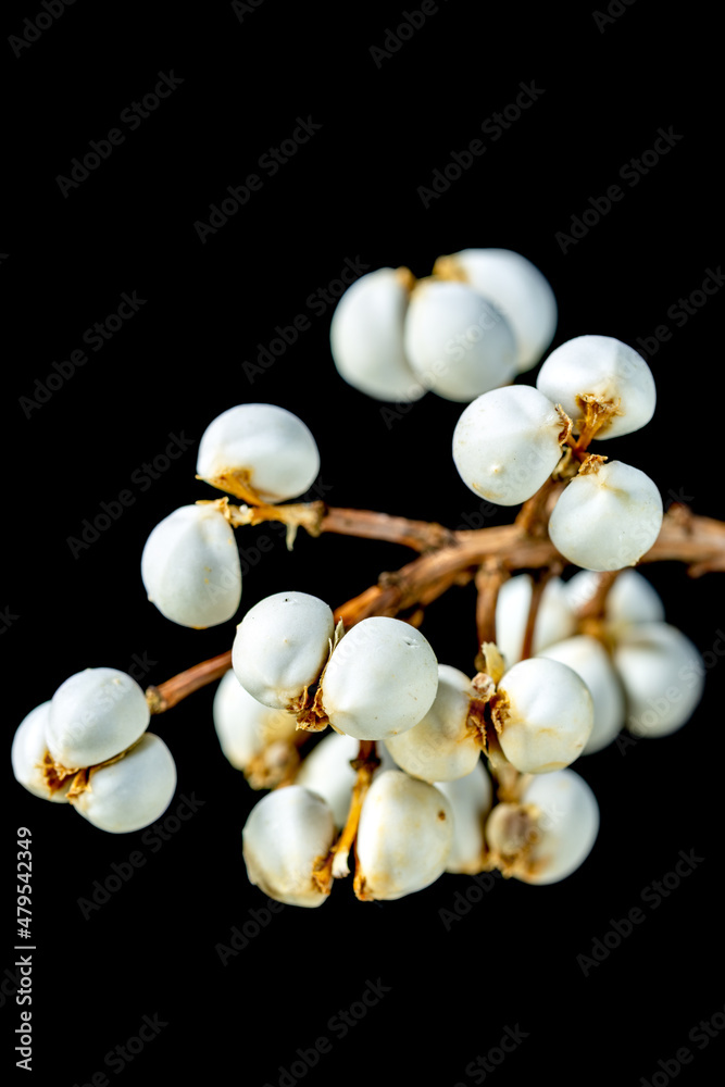 White seed of Chinese tallow tree (Triadica sebifera) in Japan in ...