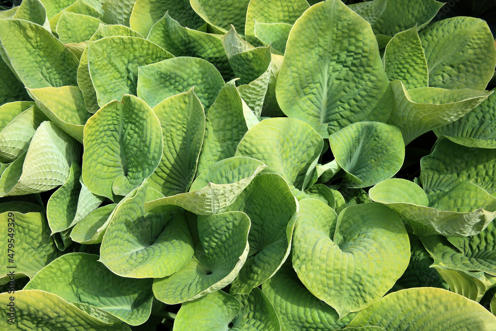 Hosta also known as plantain lily a spring summer foliage flower plant ...