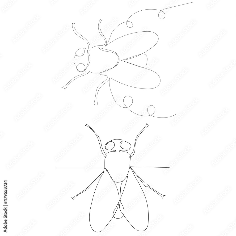 flies drawing by one continuous line, isolated, vector Stock Vector ...