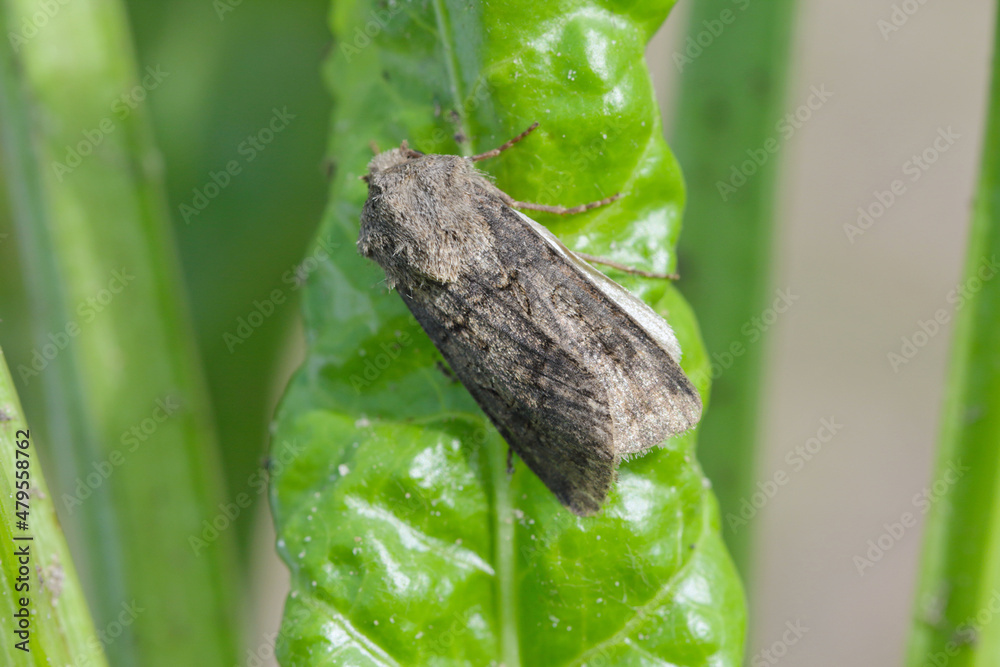 Turnip moth - Agrotis segetum - Owlet moth Noctuidae on sugar beet ...