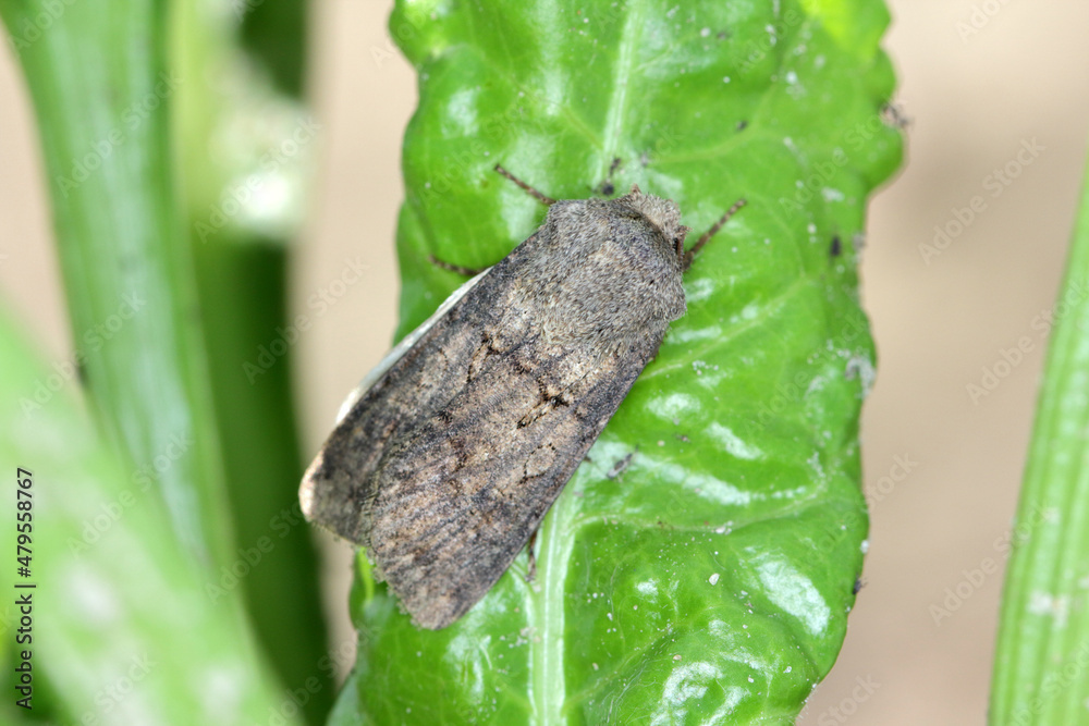 Turnip moth - Agrotis segetum - Owlet moth Noctuidae on sugar beet ...