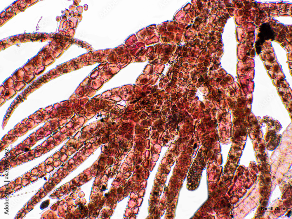 Red Algae Cells