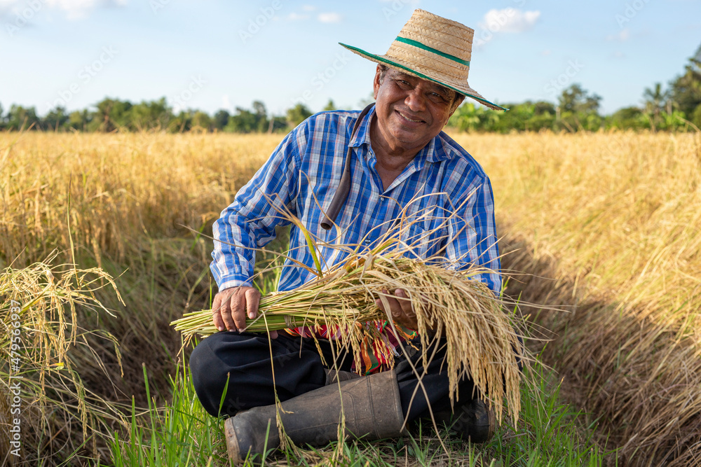 Smiling elderly farmer holding rice plant sitting in rice field. Farmer ...