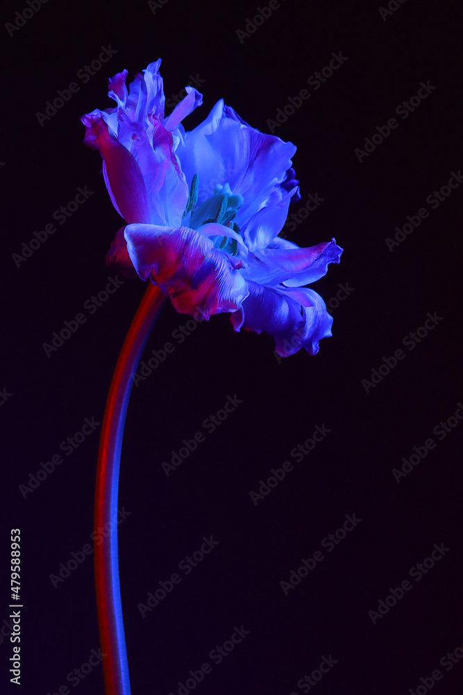Neon Blue Flowers