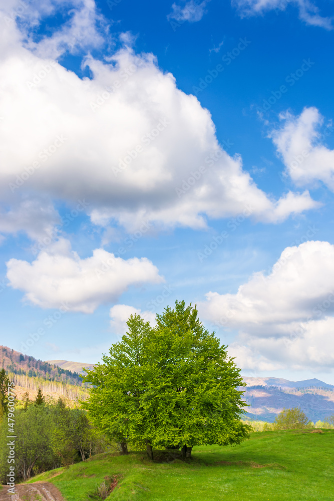 Sunny Tree Hill