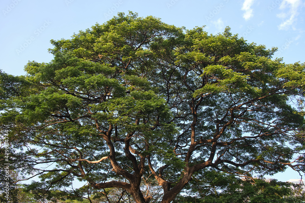 Beautiful rain tree in a public park in Thailand . Stock Photo | Adobe ...