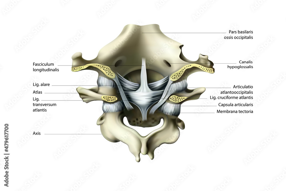 Occipital Bone Posterior View