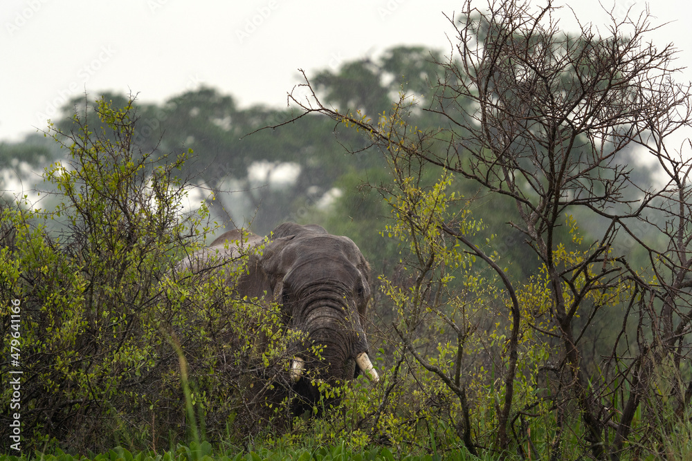 African elephant in Murchison Falls National park. Elephants in Uganda ...