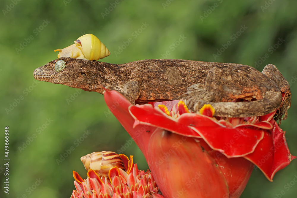 A Halmahera giant gecko who is sunbathing on its head is attacked by a ...