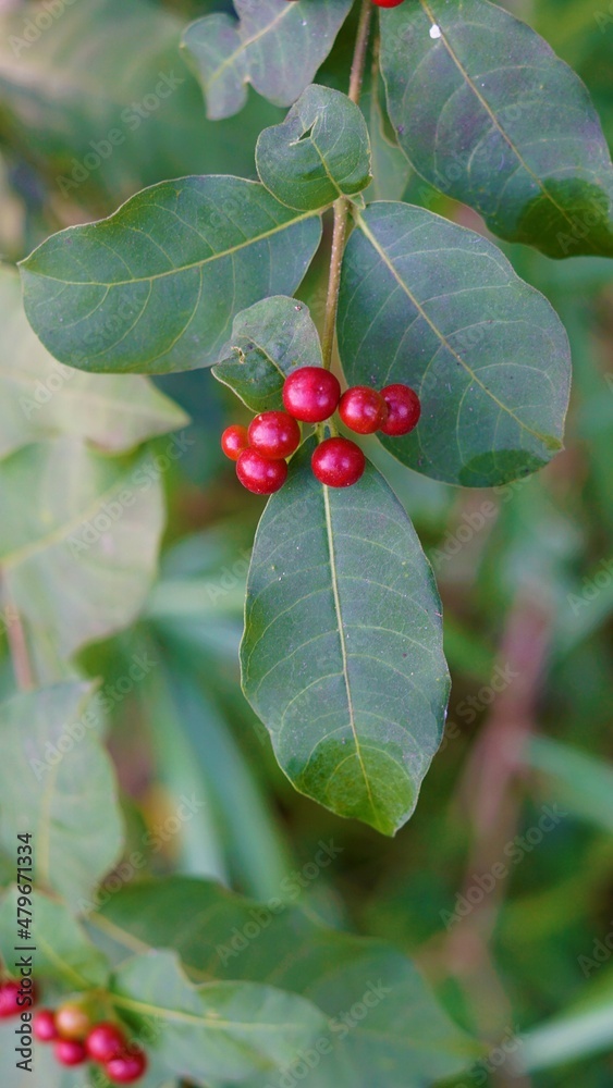 Beautiful red colour fruits of Rauvolfia tetraphylla with its dark ...