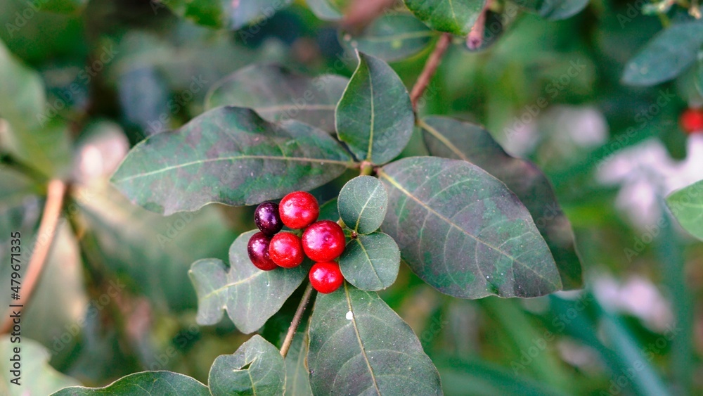 Beautiful red colour fruits of Rauvolfia tetraphylla with its dark ...