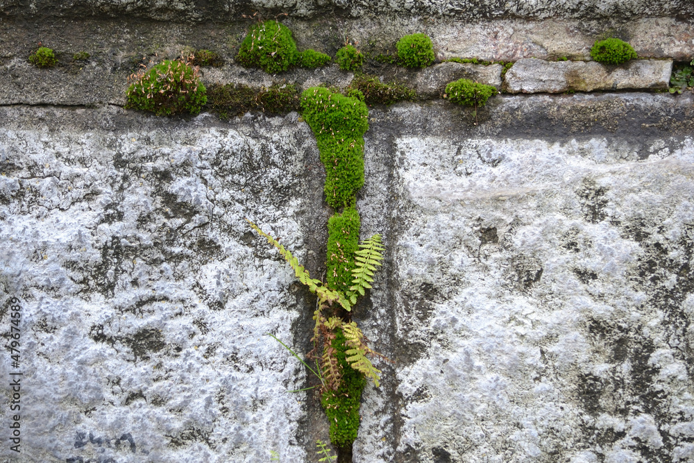 Rusty stone wall green texture background. Pattern and texture ...