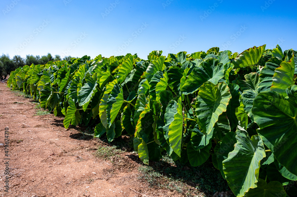 Plantationf of Colocasia esculenta tropical plant grown primarily for ...