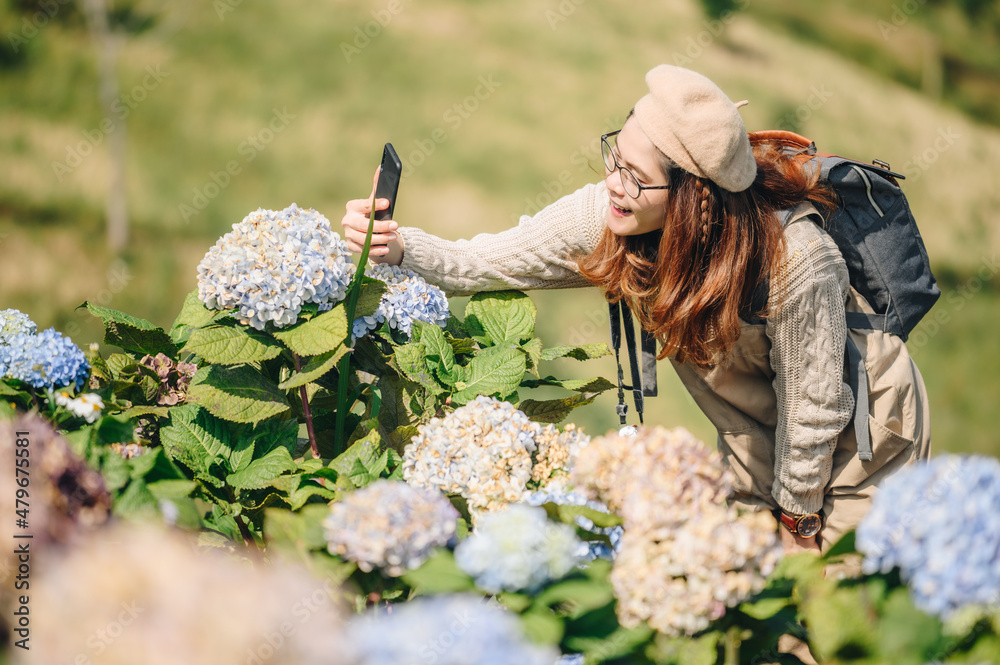 Asian tourist woman trying to take a photos of Hydrangea flowers by ...