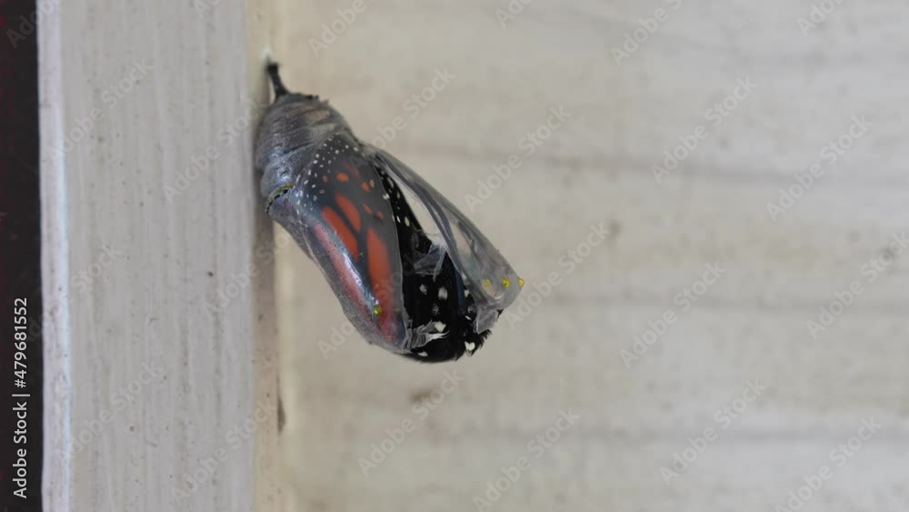 Monarch Butterfly hatching from a cocoon sped up Stock ビデオ | Adobe Stock