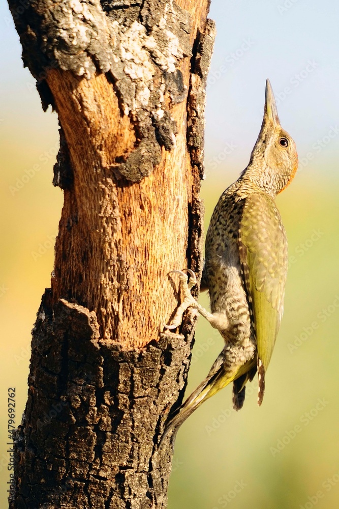 The Iberian woodpecker, or simply Iberian woodpecker, is a species of ...