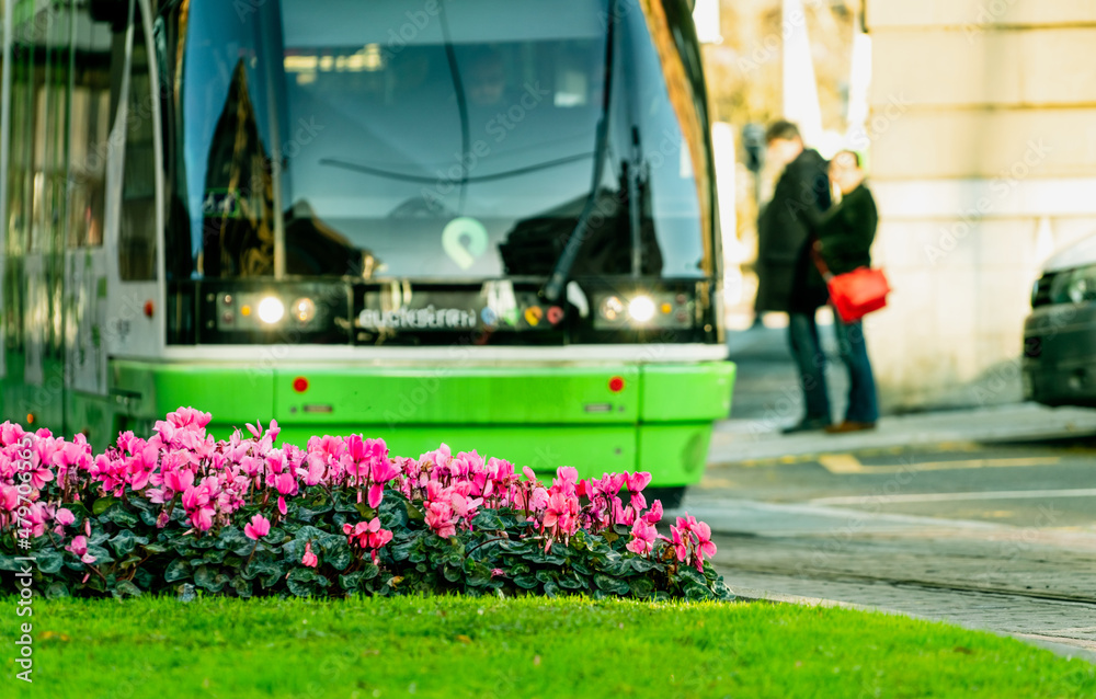 Pink flowers in garden on traffic island on blur city tram runs on ...