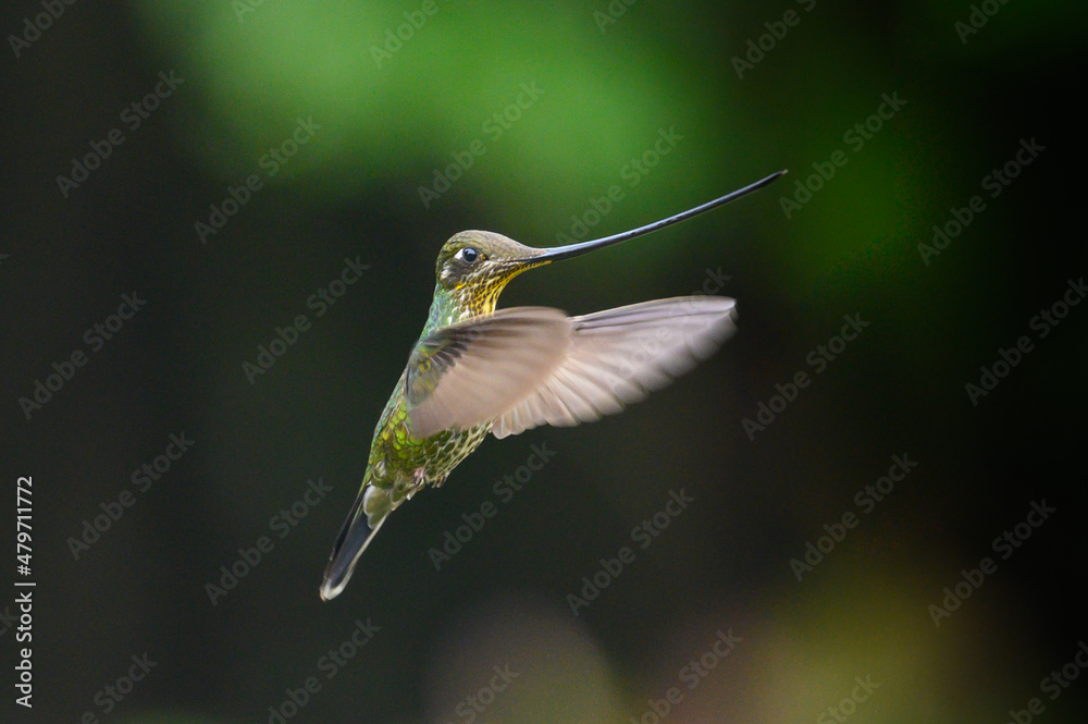 Bird with longest beak. Sword-billed hummingbird, Ensifera ensifera ...