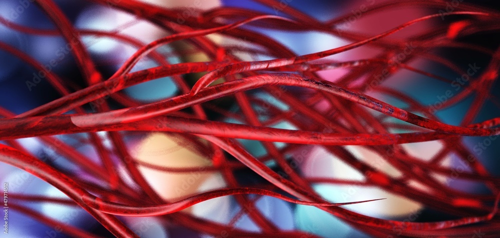 Blood vessels, circulatory system, veins and arteries, 3D rendering ...