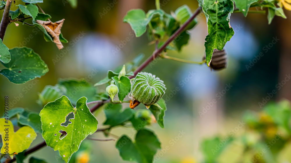 Abutilon indicum is a small shrub in the family Malvaceae, native to ...