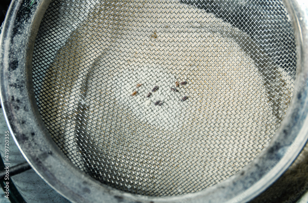 Flour beetles, parasites in wholemeal flour through a metal sieve Stock ...