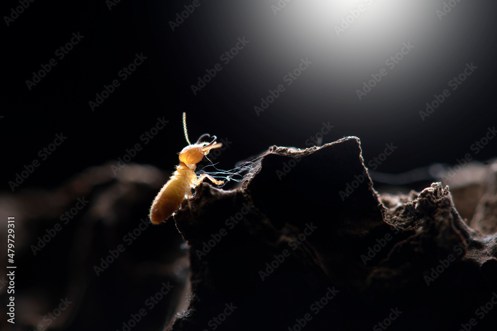 Termites with Termite mound in nature background. Stock Photo | Adobe Stock