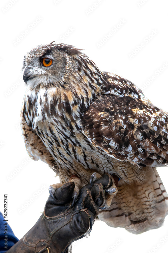 Hibou grand duc en gros plan sur fond blanc Stock Photo | Adobe Stock
