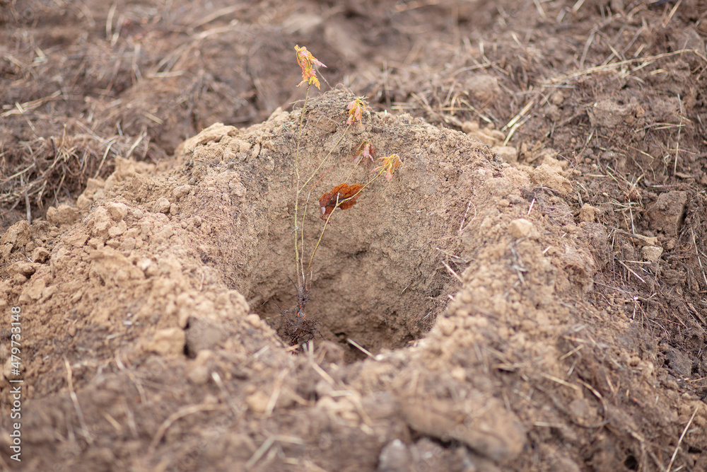Planting young trees in the forest belt. Forest restoration. Tree ...