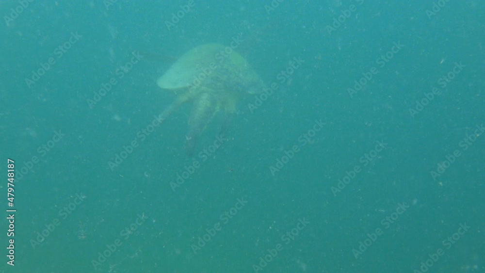 Vídeo do Stock: turtle underwater, underwater shooting, sea turtle in ...