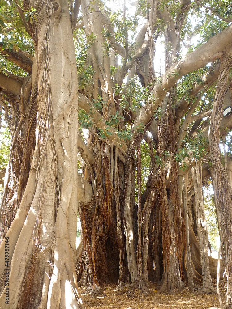 Ficus macrophylla at Palermo botanical garden, Italy Stock Photo ...