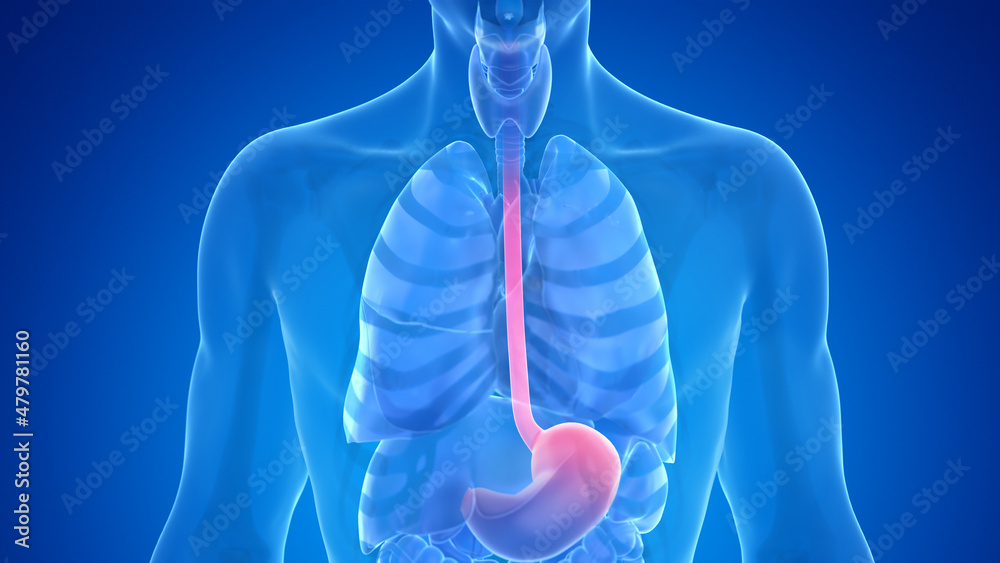 3d rendered medically accurate illustration of the male esophagus Stock ...