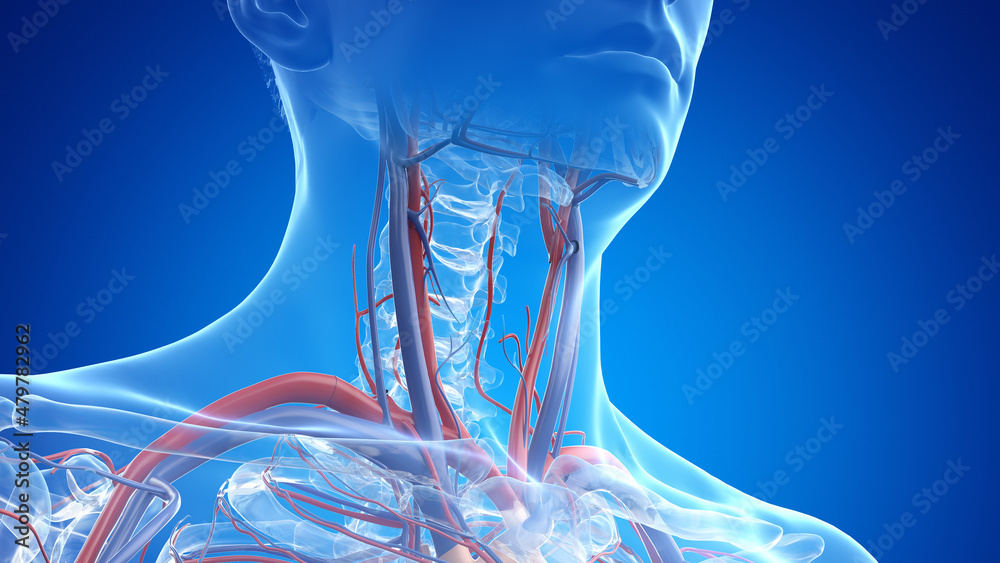 3d rendered medically accurate illustration of the male neck arteries ...