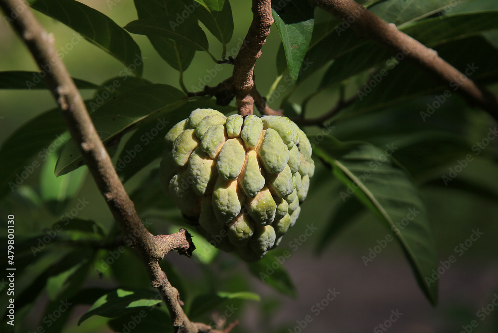 conde, bahia, brasil - january 9, 2022: Pinha Fruit - Annona squamosa ...