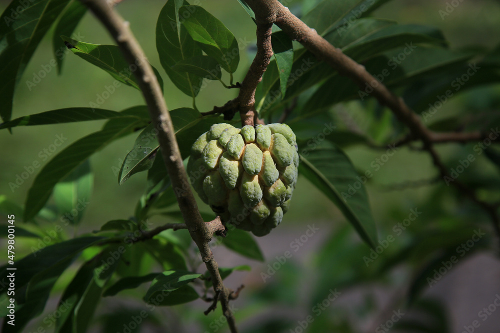 conde, bahia, brasil - january 9, 2022: Pinha Fruit - Annona squamosa ...