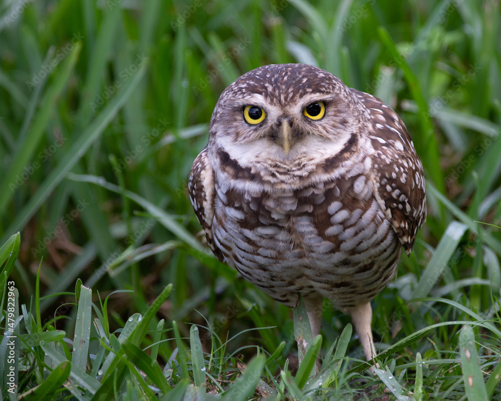 Burrowing owls with brown feathers, bold white spots, and bright yellow ...
