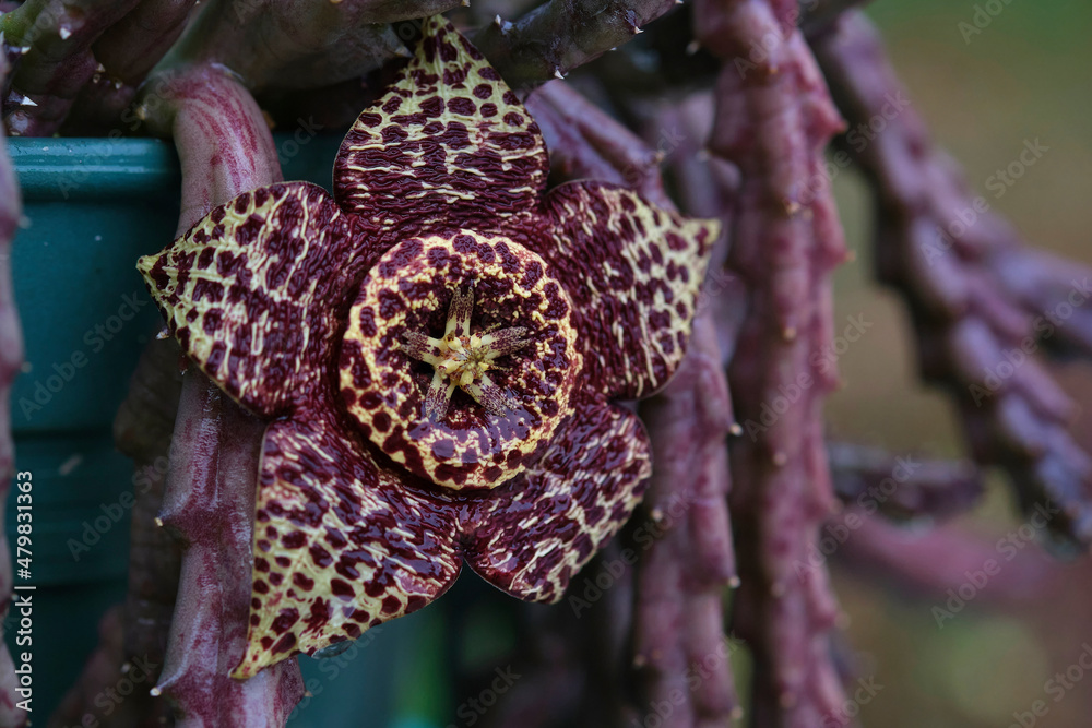 stapelia a succulent African plant with large star-shaped fleshy ...