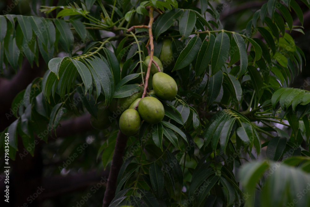 The cajá is the fruit of the cajazeira (Spondias mombin L.), a tree of ...