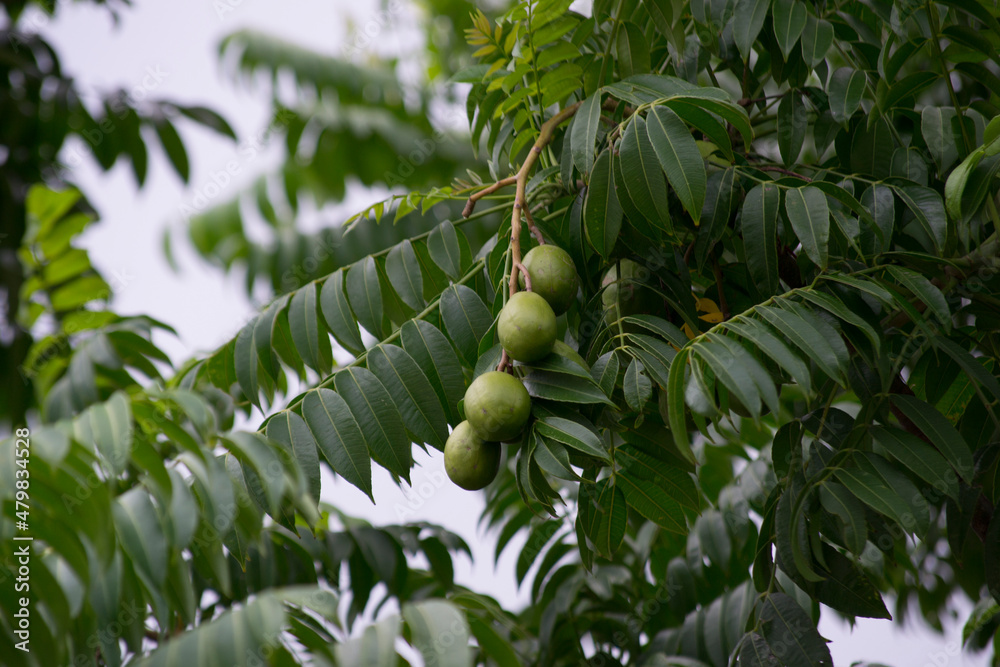 The cajá is the fruit of the cajazeira (Spondias mombin L.), a tree of ...