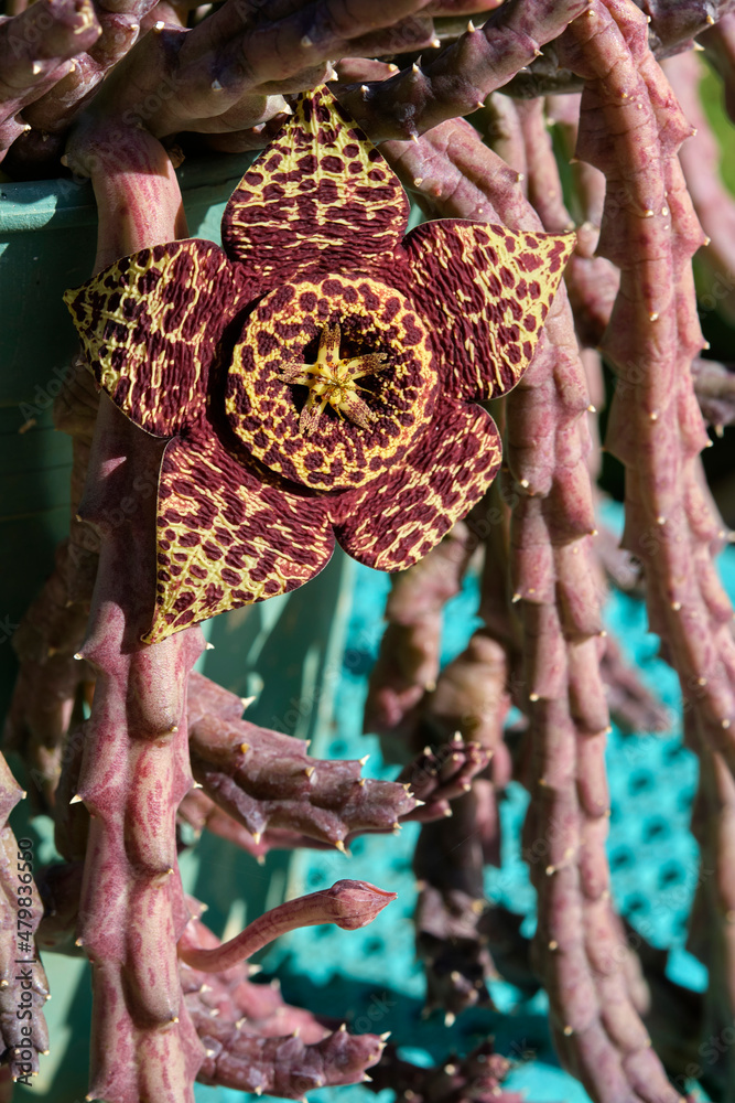 stapelia a succulent African plant with large star-shaped fleshy ...