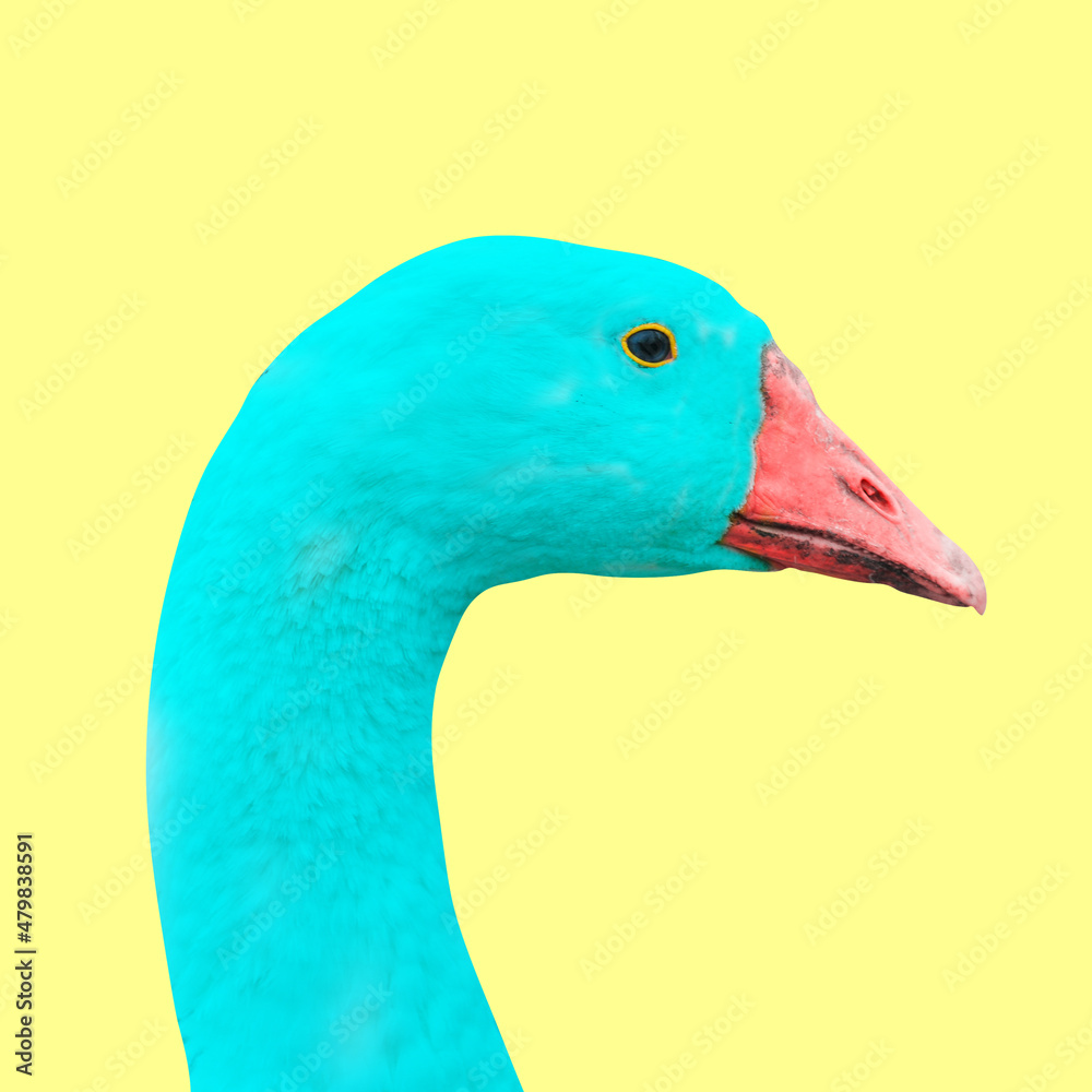 Turquoise goose head with a red beak on a yellow background. Pop art ...