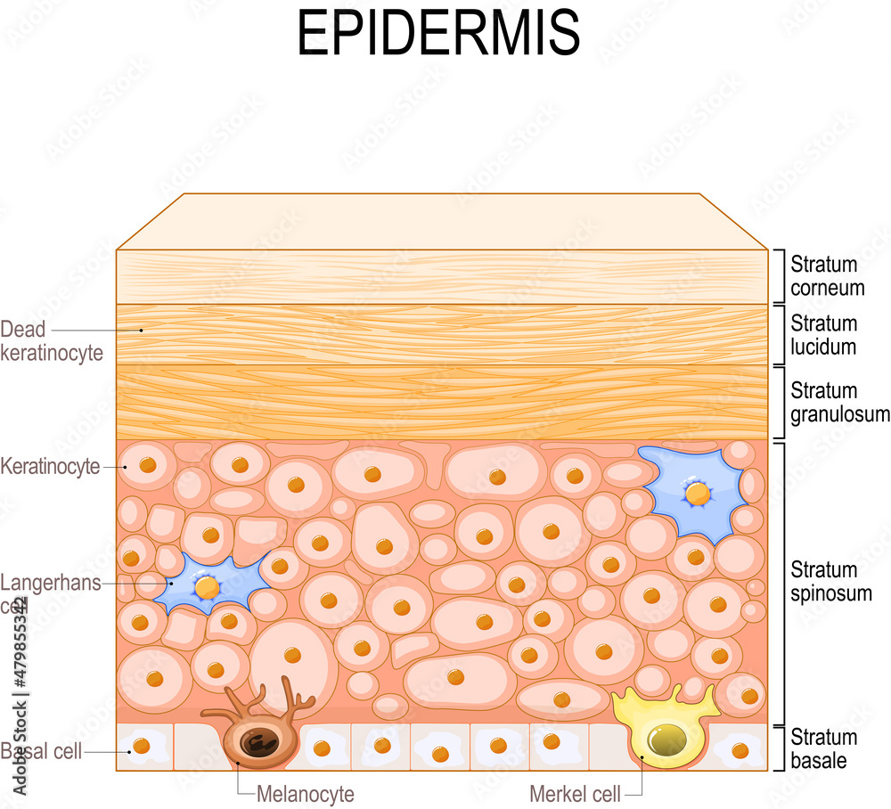 Poster layers of epidermis. epithelial cells of the skin – Wall Art ...