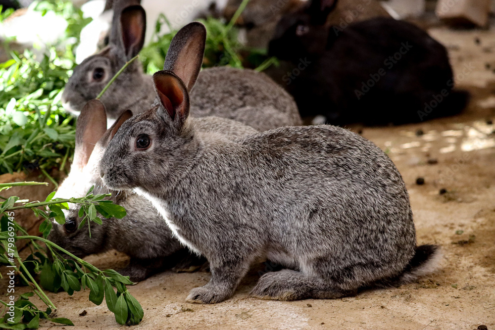 Conejos comiendo alfalfa Stock Photo | Adobe Stock