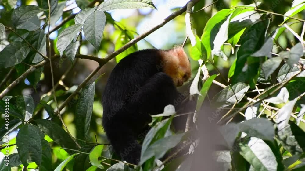 Adult white faced capuchin monkey from its side sitting on a thin ...