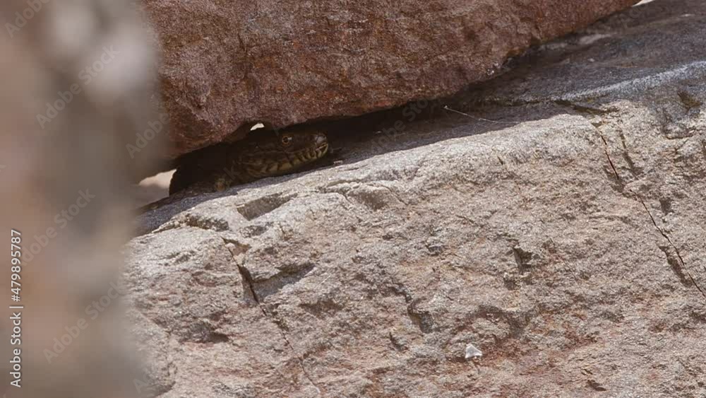 A Grass Snake, aka Water Snake, Natrix natrix, exiting its hiding place ...